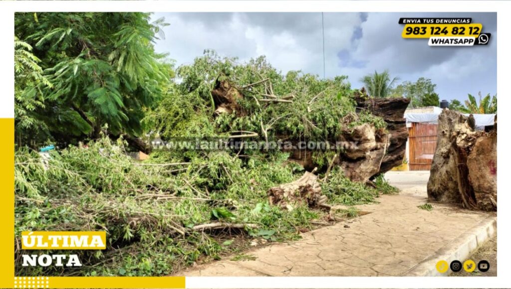 Revive el árbol del pich como una amenaza y lo cortan - ÚLTIMA NOTA