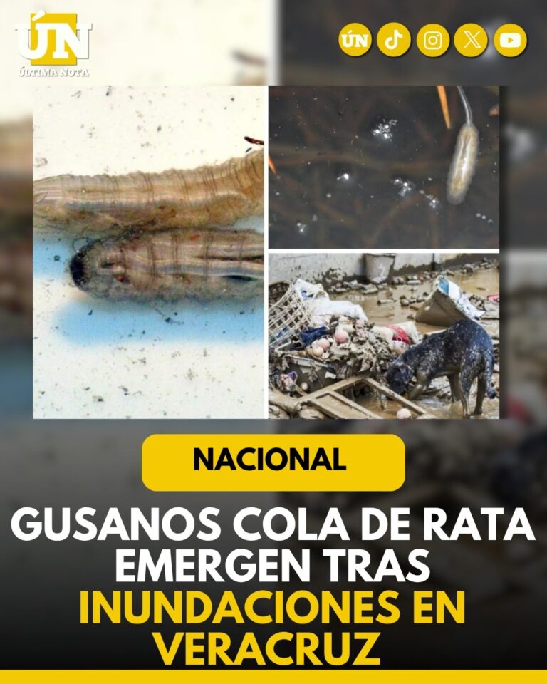 Gusanos cola de rata emergen tras inundaciones en Veracruz. - ÚLTIMA NOTA